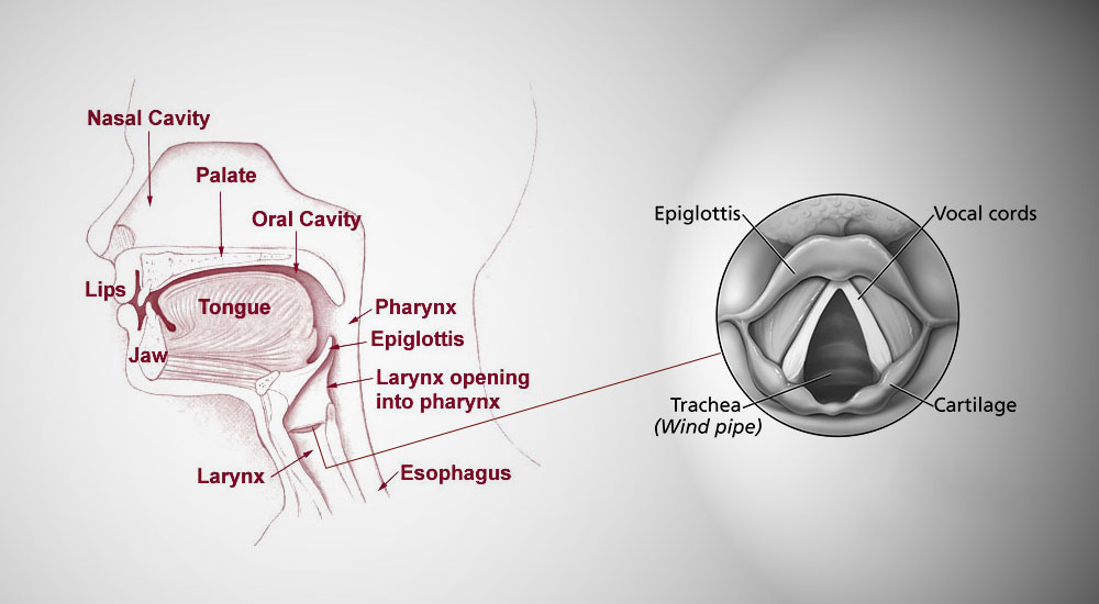 Introduction of the Human Voice – Blog